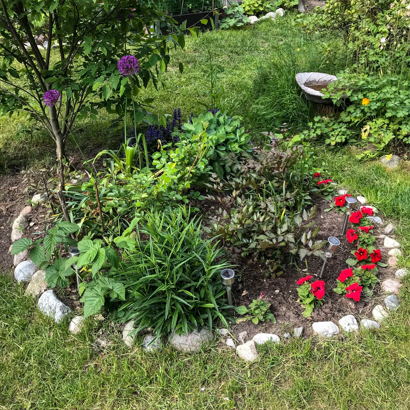 ninisworld: Trädgårdsrapport första dagarna i juni