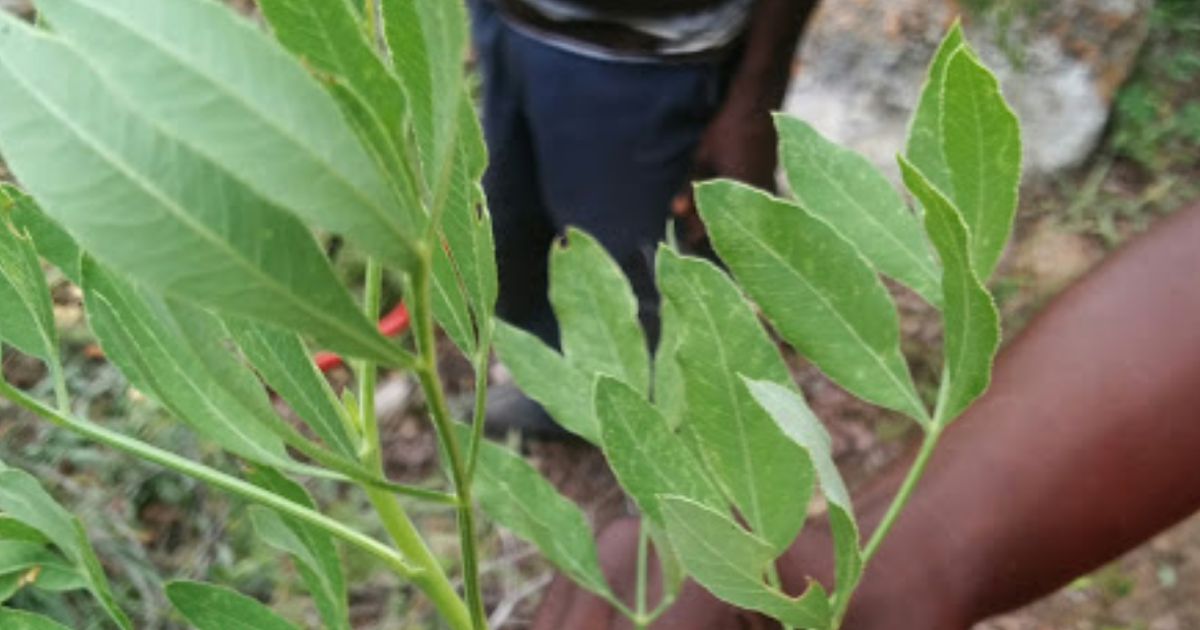 Zimbabwean Herbal Medicine : Mhingano (mumhingani)