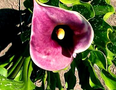 solitary dog sculptor: Botany - Botanica: Zantedeschia - Calla - Arum ...