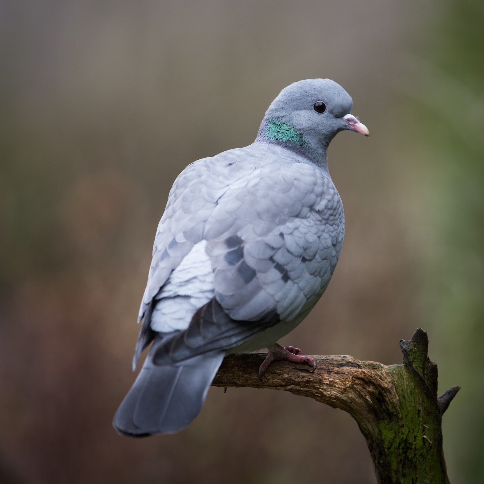 TrogTrogBlog: Bird of the week - Stock dove
