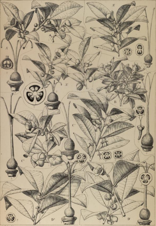 Earth and Space News: Assamica Variety Camellia Sinensis Tea Plant ...