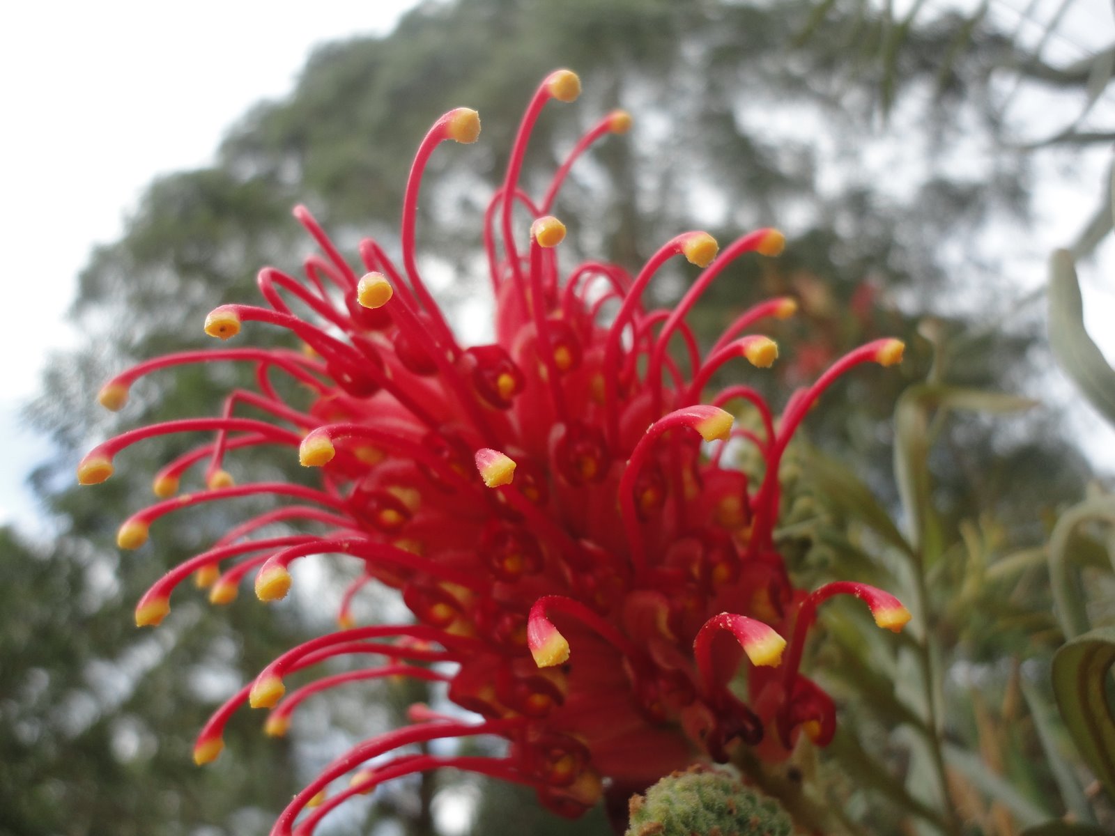 Photos Angela Vic: flor - flower