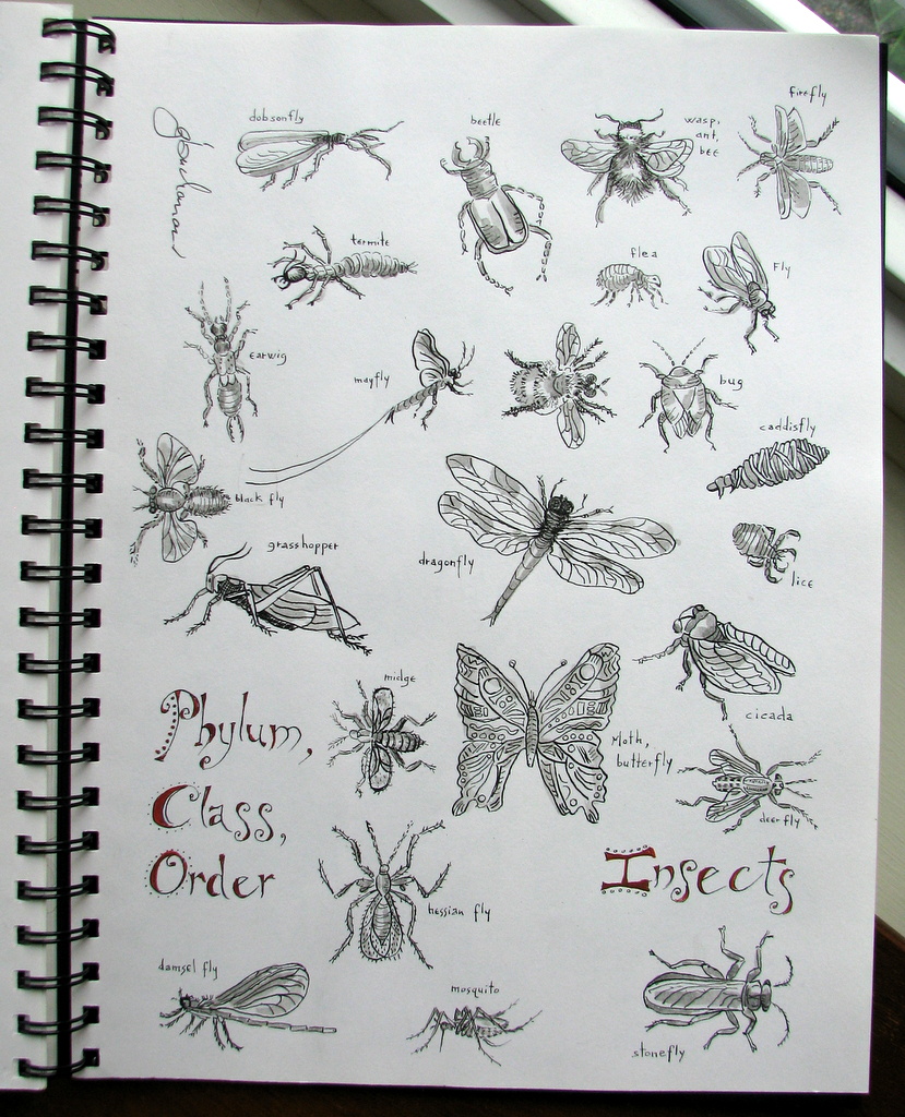 Desideratum ~ Art ~ Jewelry ~ Life: Insect Studies