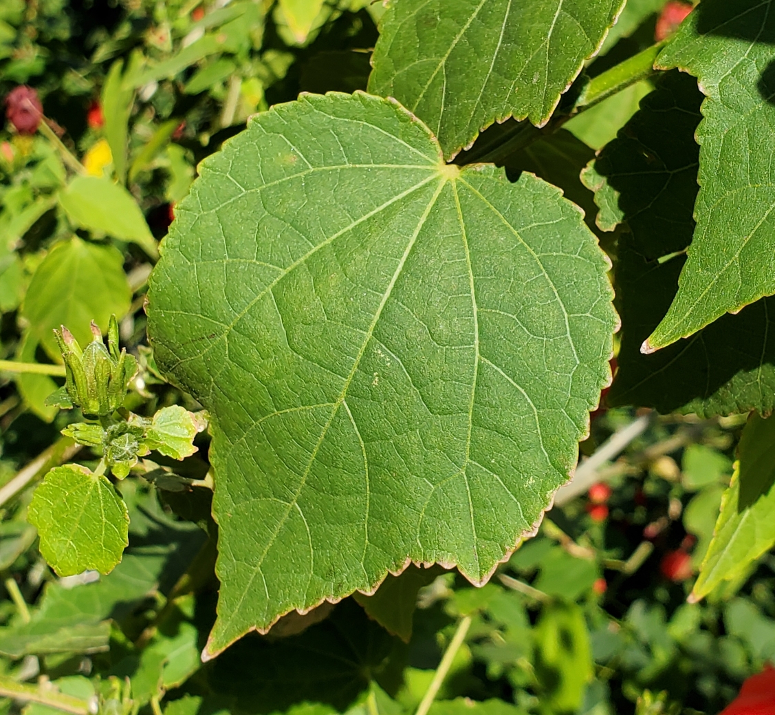 The Foraged Foodie: Foraging: identifying and eating turks cap flowers ...