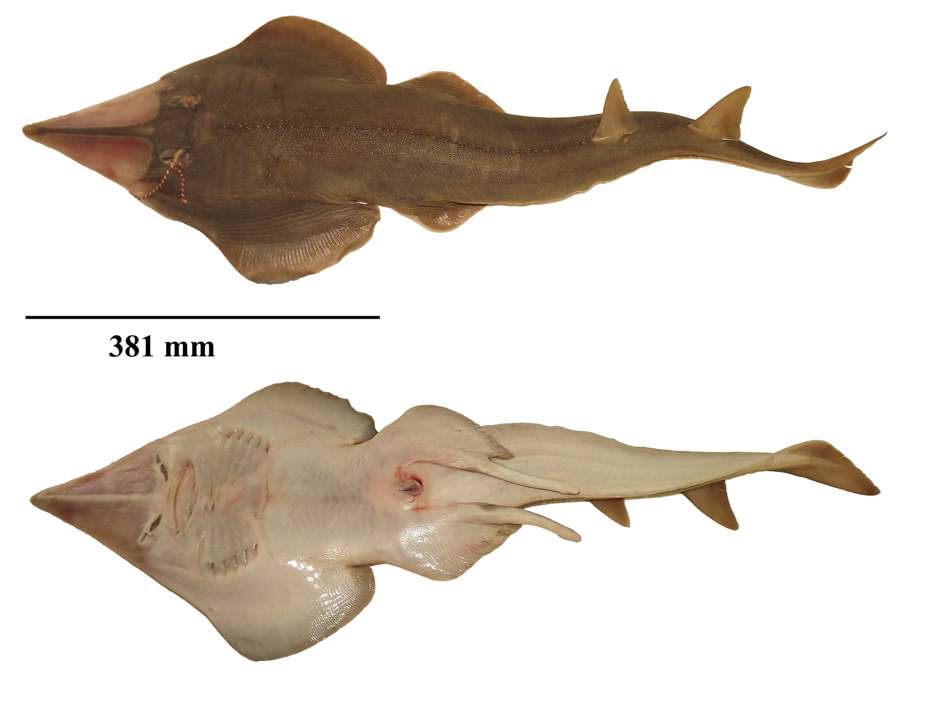 Sharklab Bangladesh: A new species of giant guitarfish recorded from ...