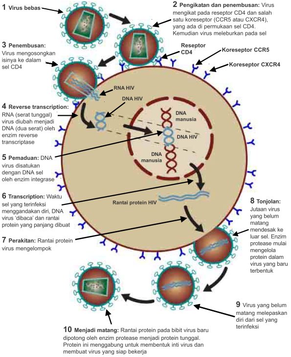 HIV AIDS DAN NARKOBA: 12/18/12