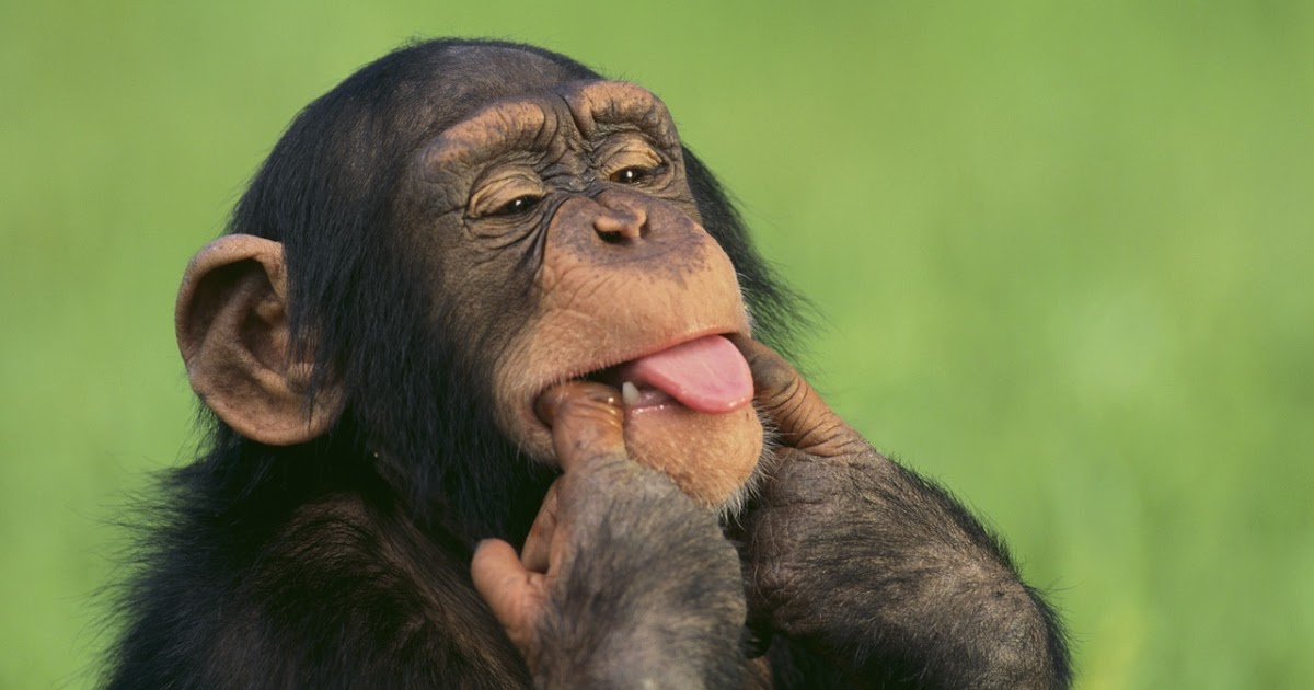 Autism Experience: Conor channels his inner chimp