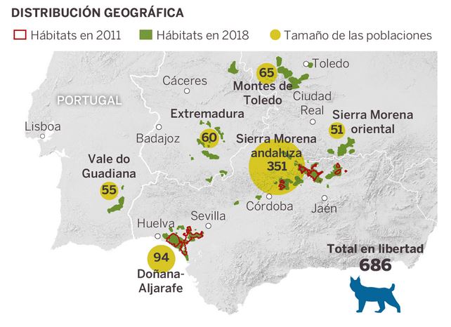 CURIOSO POR NATURALEZA: LINCE IBÉRICO. CENSO AÑO 2018 (686 ejemplares)