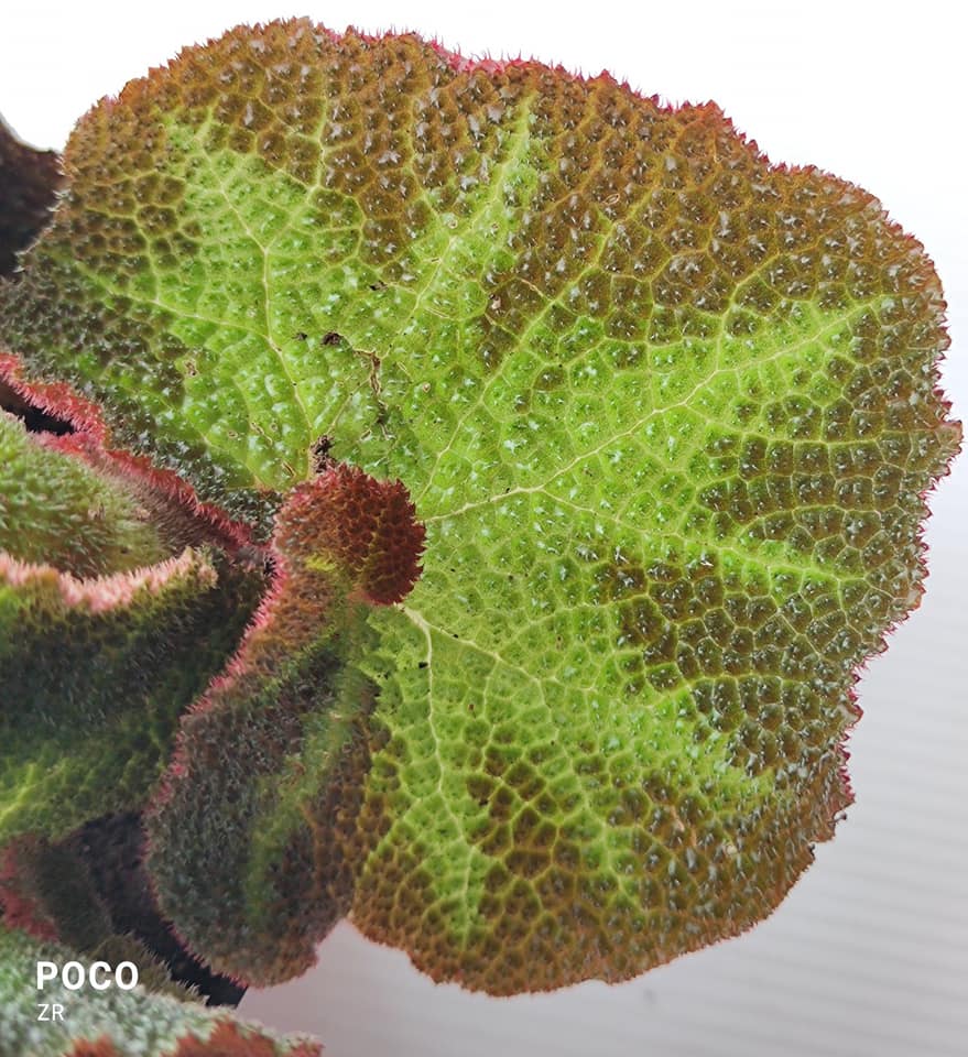 Garden Chronicles of James David: Begonia Soli-mutata / Sun Changing ...