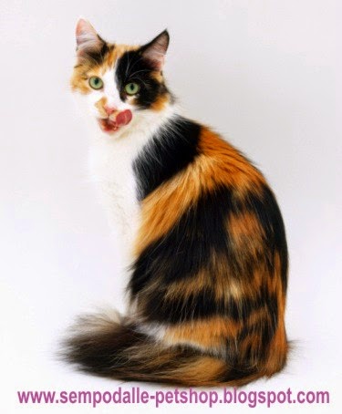 Pengetahuan Tentang Kucing / Cat