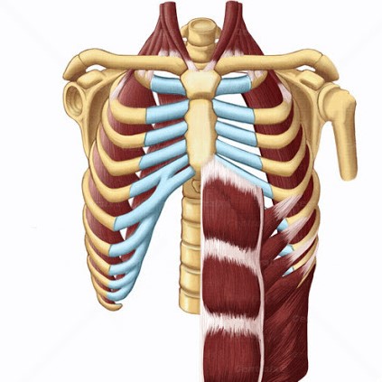 VISIÓN GENERAL DEL TÓRAX Y PARED TORÁCICA