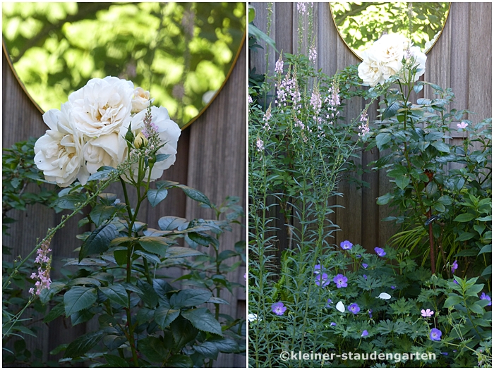 kleiner-staudengarten: Freitagsblümchen, Gartenbilder & Rhabarbertarte