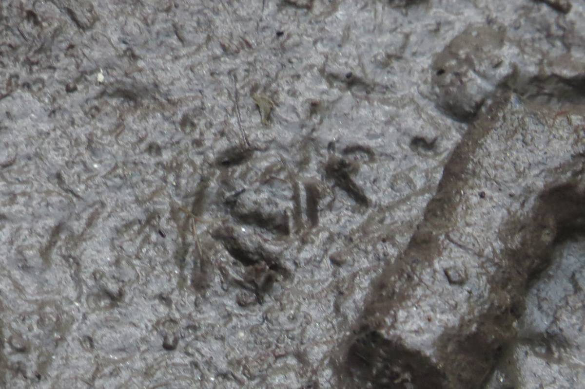 Queensland Coast: Water mouse (Xeromys myoides), a predator of crabs