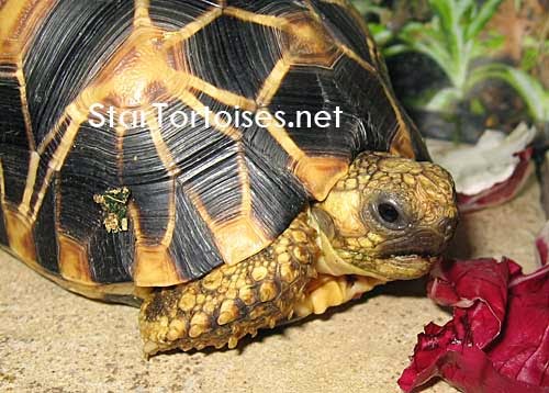 Rules of the Jungle: The Indian Star Tortoise