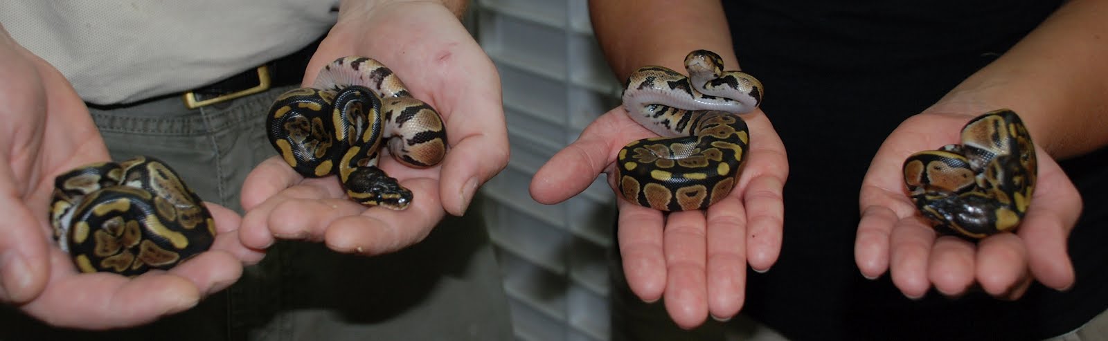 Keeper Blog: Baby ball pythons!