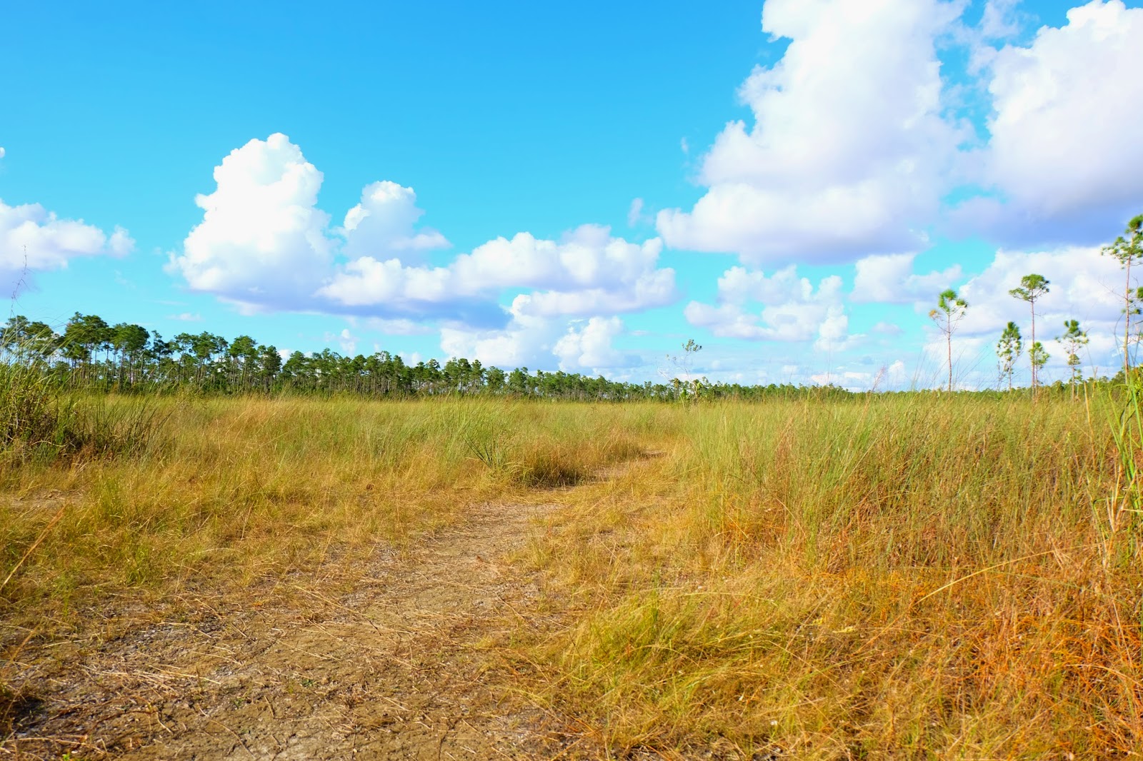 Bug Spray Love: Long Pine Key. A Trip to the Everglades, Part Two.