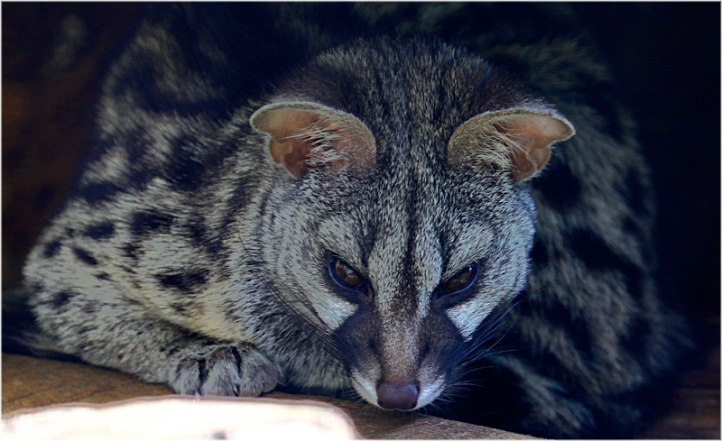 FOTO NATURA HUESCA 2: JINETA genetta genetta Linnaeus, 1758
