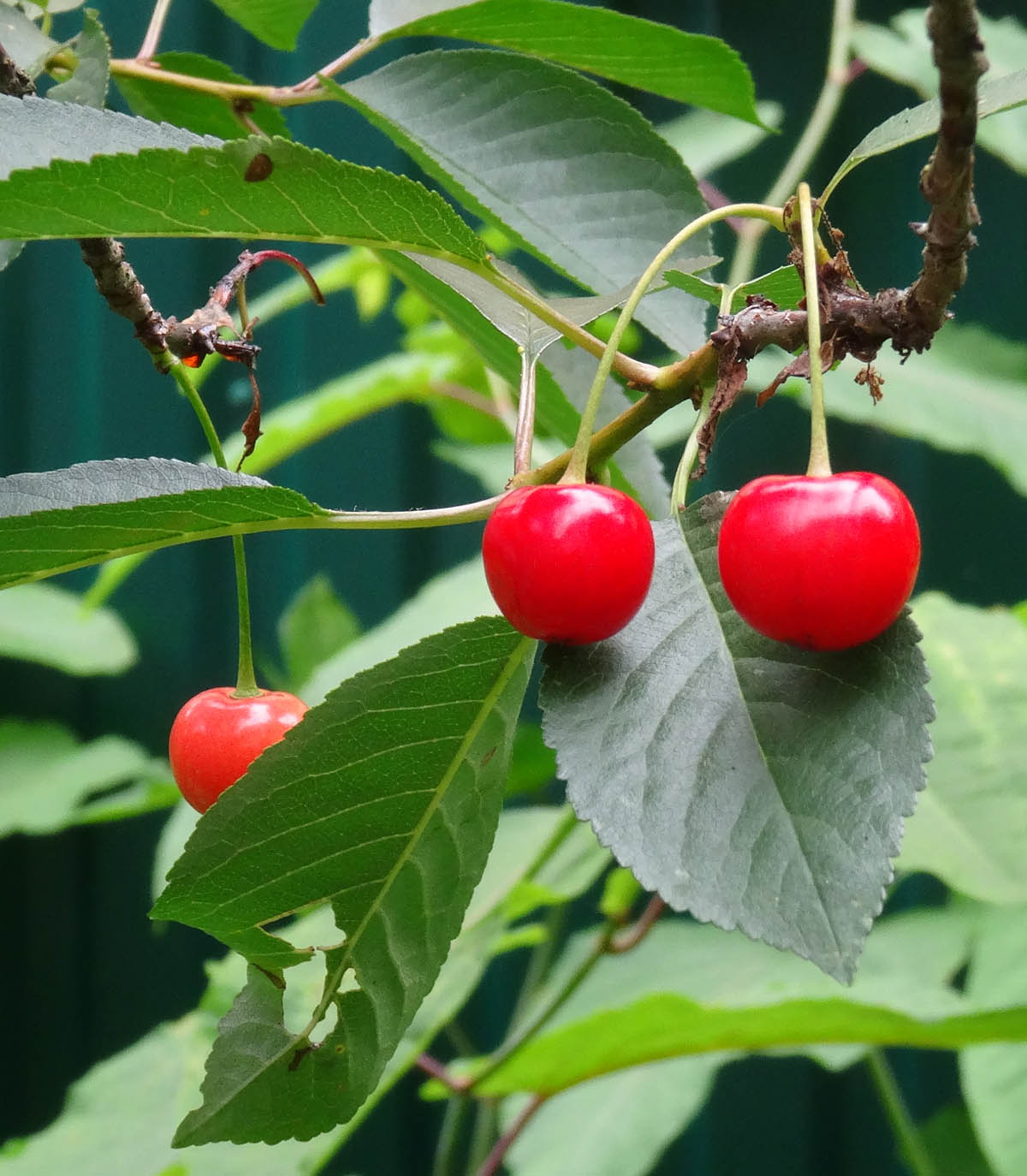 Sashkin house: Вторая неделя
