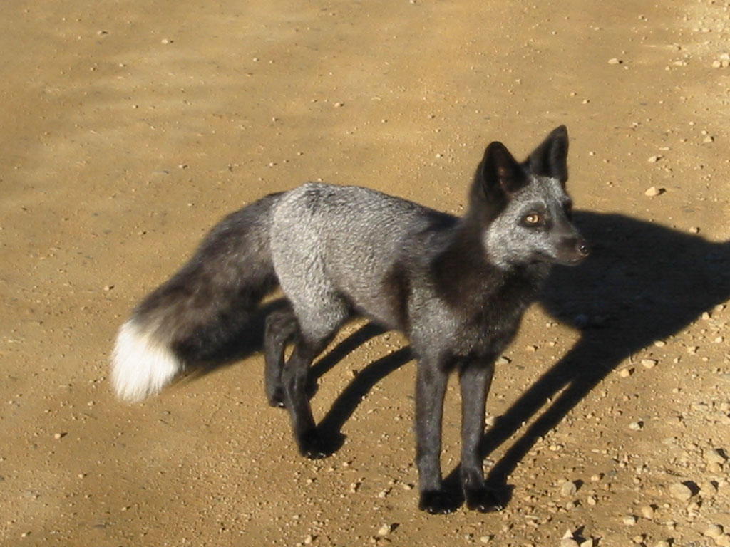 Critter Sitter's Blog: Black Fox
