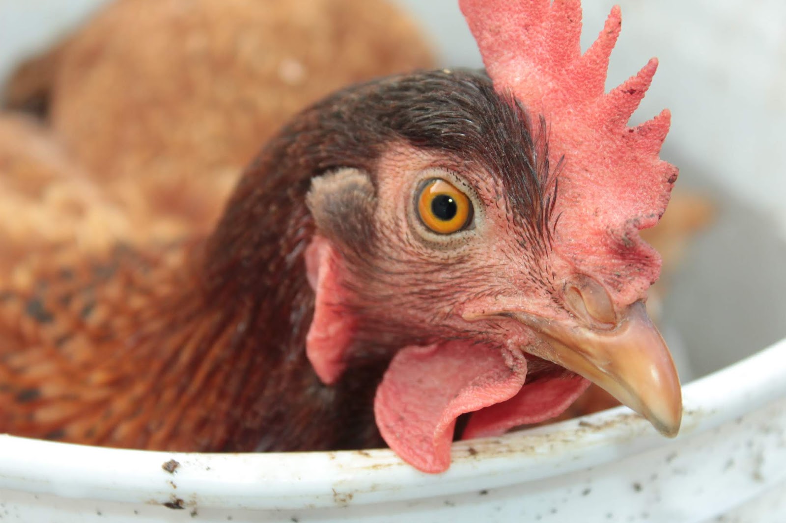 Training Happy Hearts: Never Did I Ever Think I'd Be Praying for St ...