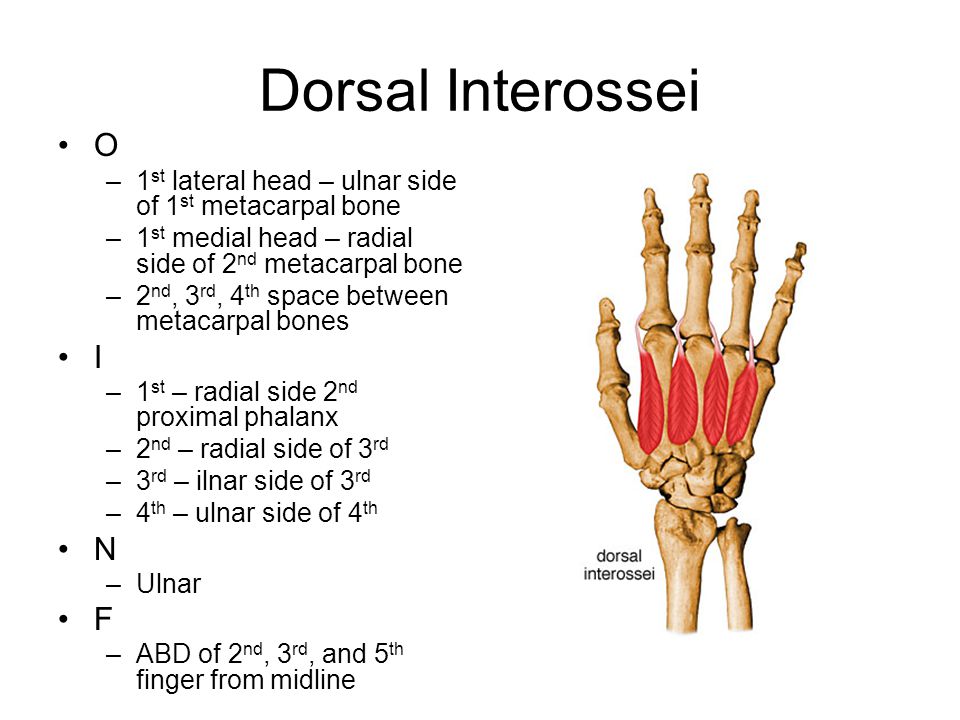 背側骨間肌(dorsal interossei muscle) | 職能治療陪你居家復健