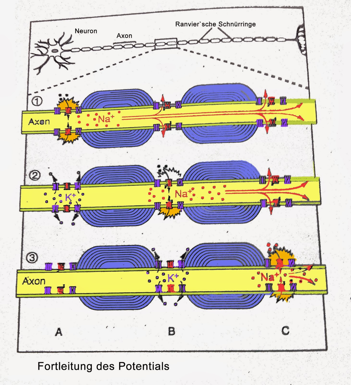 Lerninhalte: Kontinuierliche und Saltatorische Fortleitung des ...