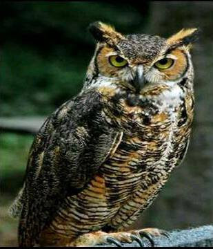 MANGUNI MAKASIOW NUSANTARA: BURUNG MANGUNI.