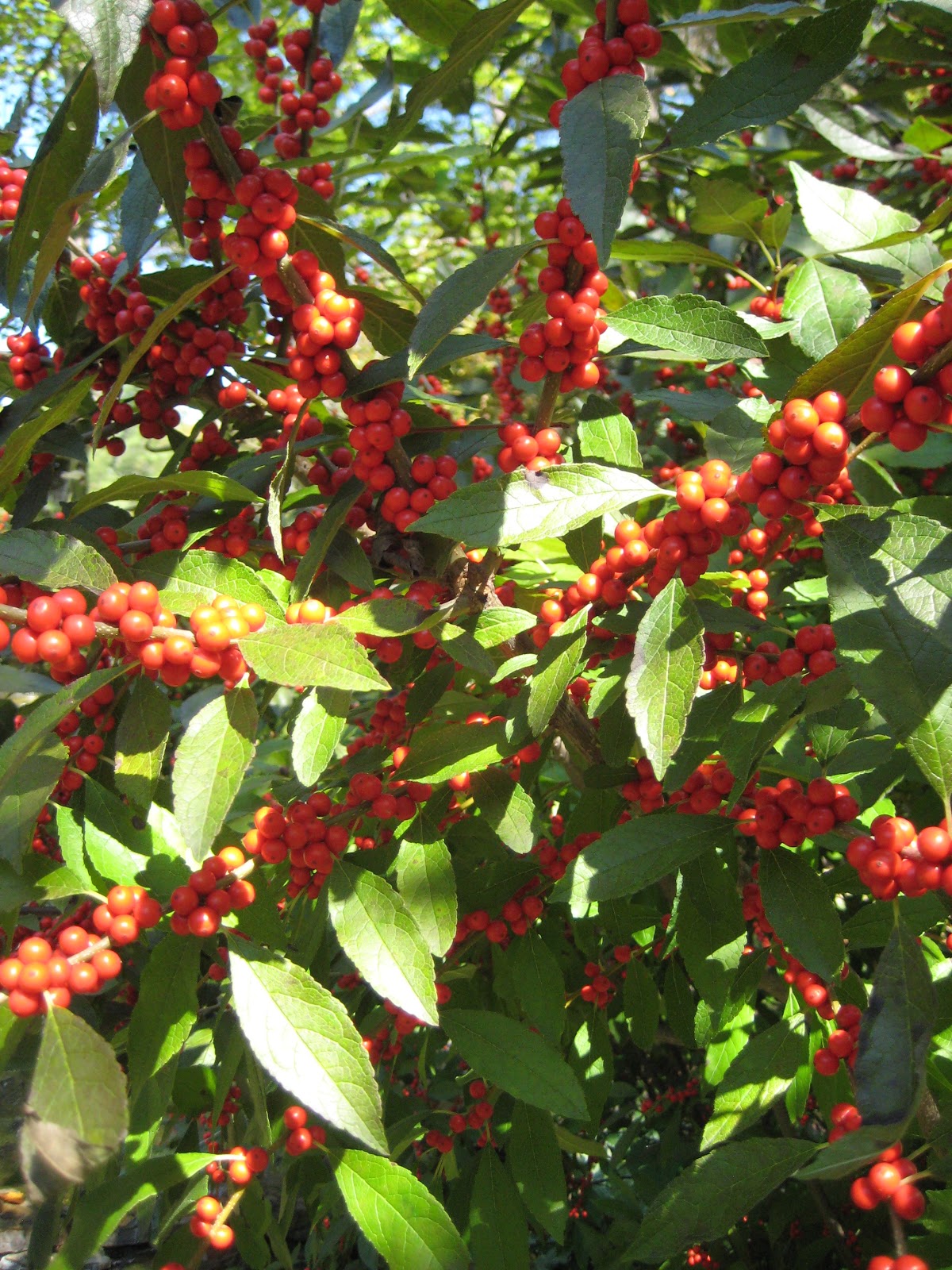 Living With Color Designs: Winterberry