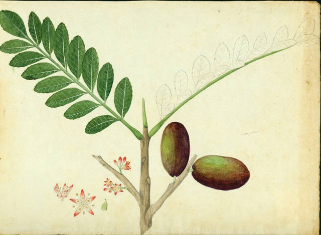 Bocados de Clío: El jobo del Josco Bravo: 485 años atrás.