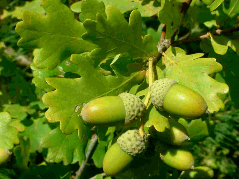 Artemisa Vitae: El roble