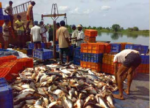 The Aquaculturists: 22/01/2015: Feed and feeding practices of Catfishes ...
