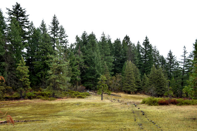 Northwest Conifer Connections: Oregon's Rare Cypress