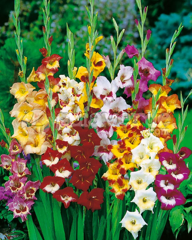 Dendrologica: Sfaturi despre intretinerea si ingrijirea gladiolelor