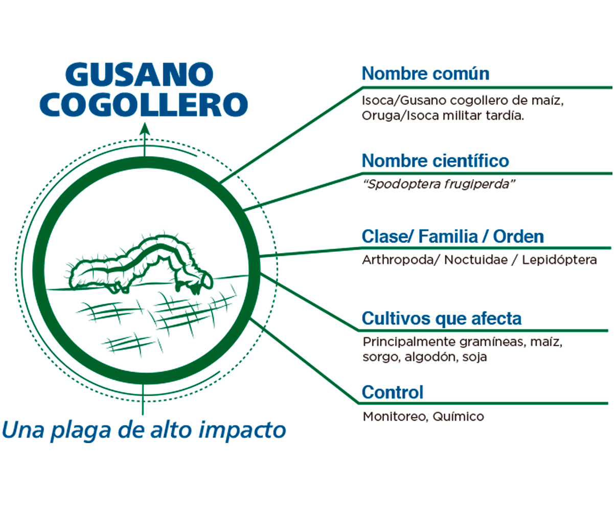 Infografía Gusano Cogollero