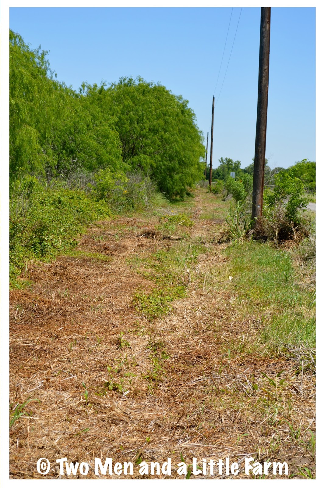 Two Men and a Little Farm: BONUS LAND CLEARING FROM THE COUNTY