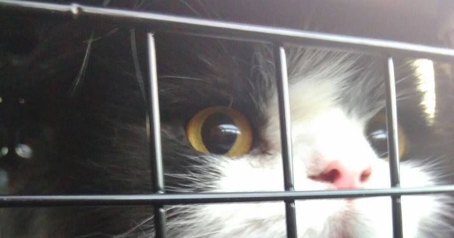 Welcome to our oikos, Hugo! | Baring the Aegis