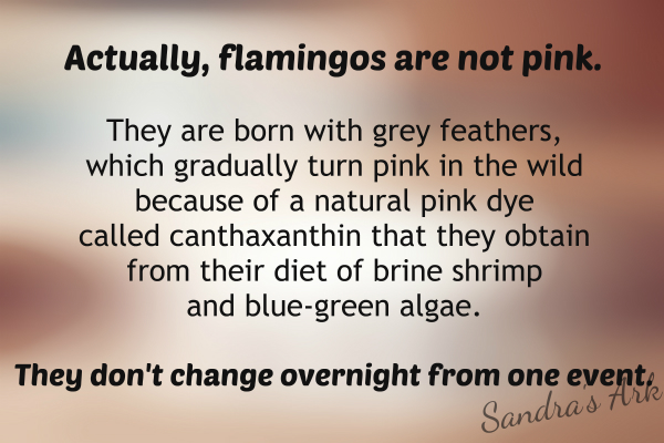 Sandra's Ark: The Flamingos in Philadelphia! - A Dose of Encouragement