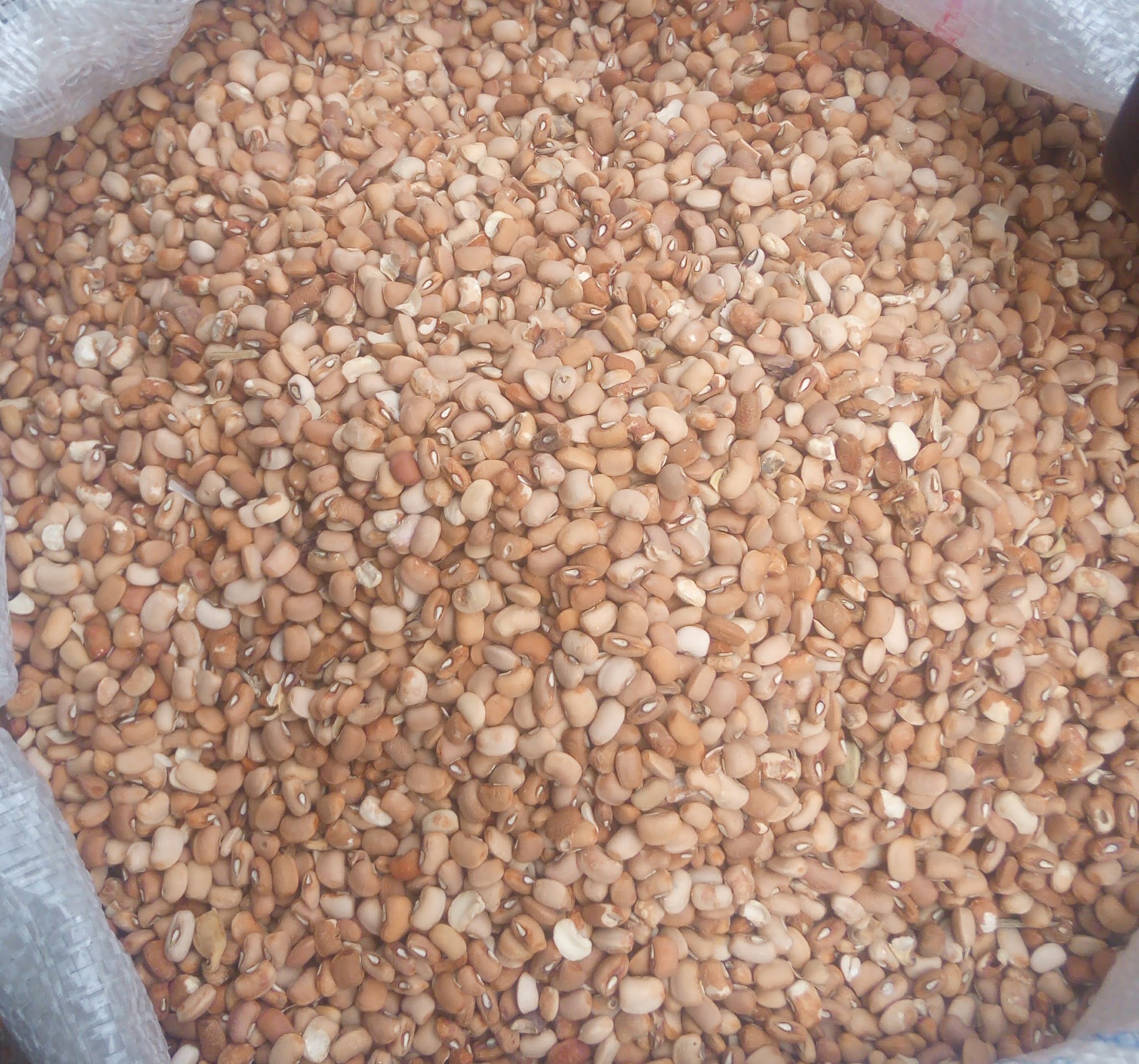 Basics things to know about different types of Beans in Nigeria