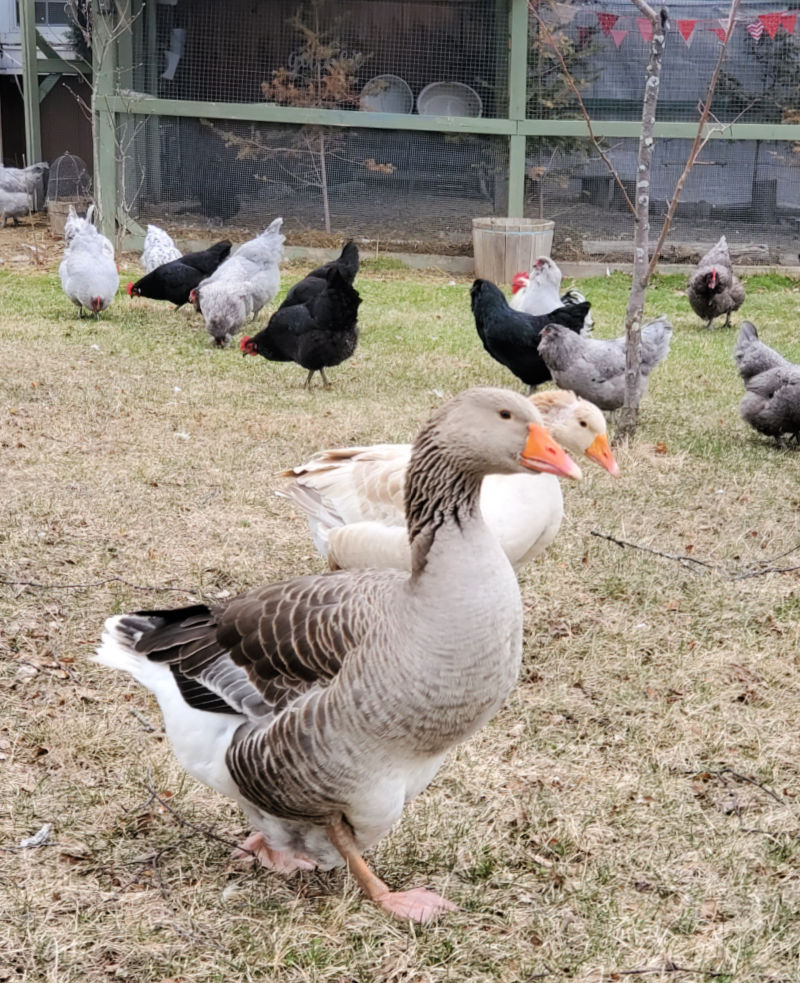 5 Tips for Safer Free Range for Backyard Chickens and Ducks - Fresh ...