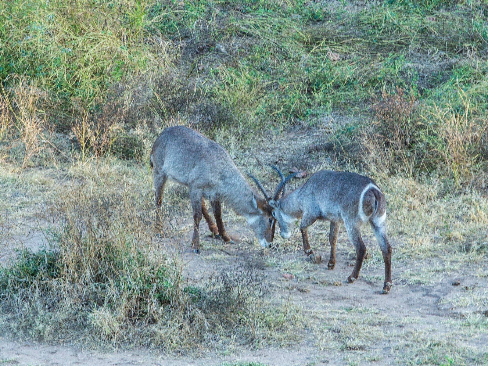 Travels with Craig and Jeri: AFRICA 2017 Days 6-12