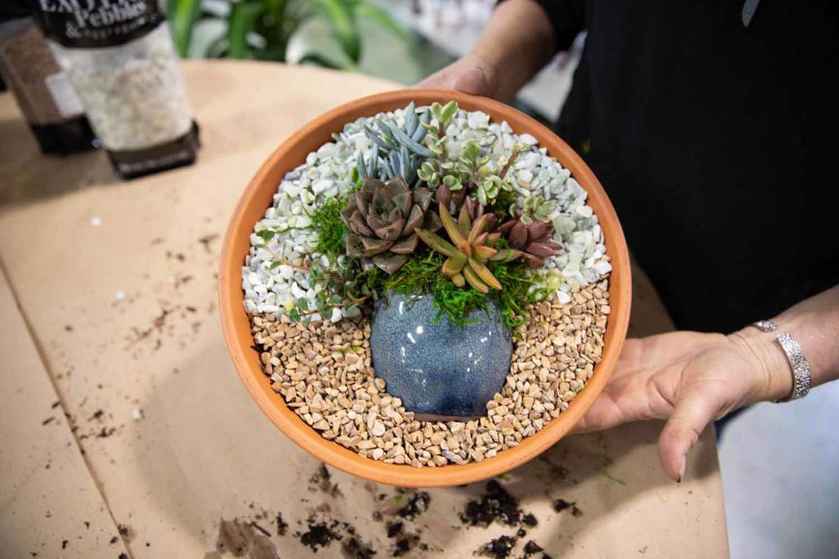 Sacramento Digs Gardening: Make a succulent 'bouquet' at DIY workshop