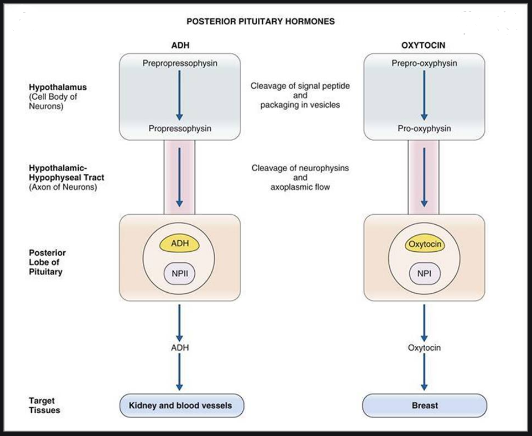 Help For Mood Disorders: NEUROPHYSINS AND NEUROMEDIN U