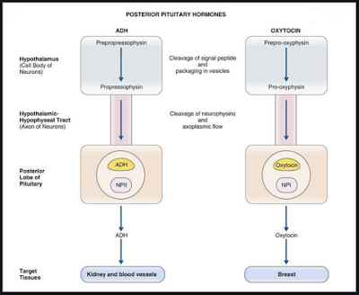 Help For Mood Disorders: NEUROPHYSINS AND NEUROMEDIN U