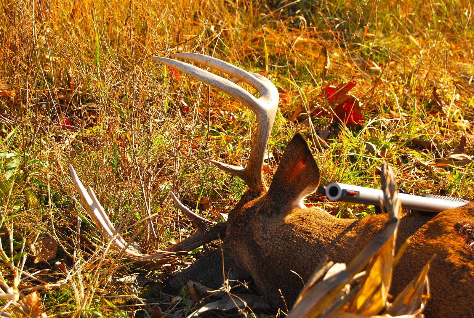 Swamp Donkey Deer Camp