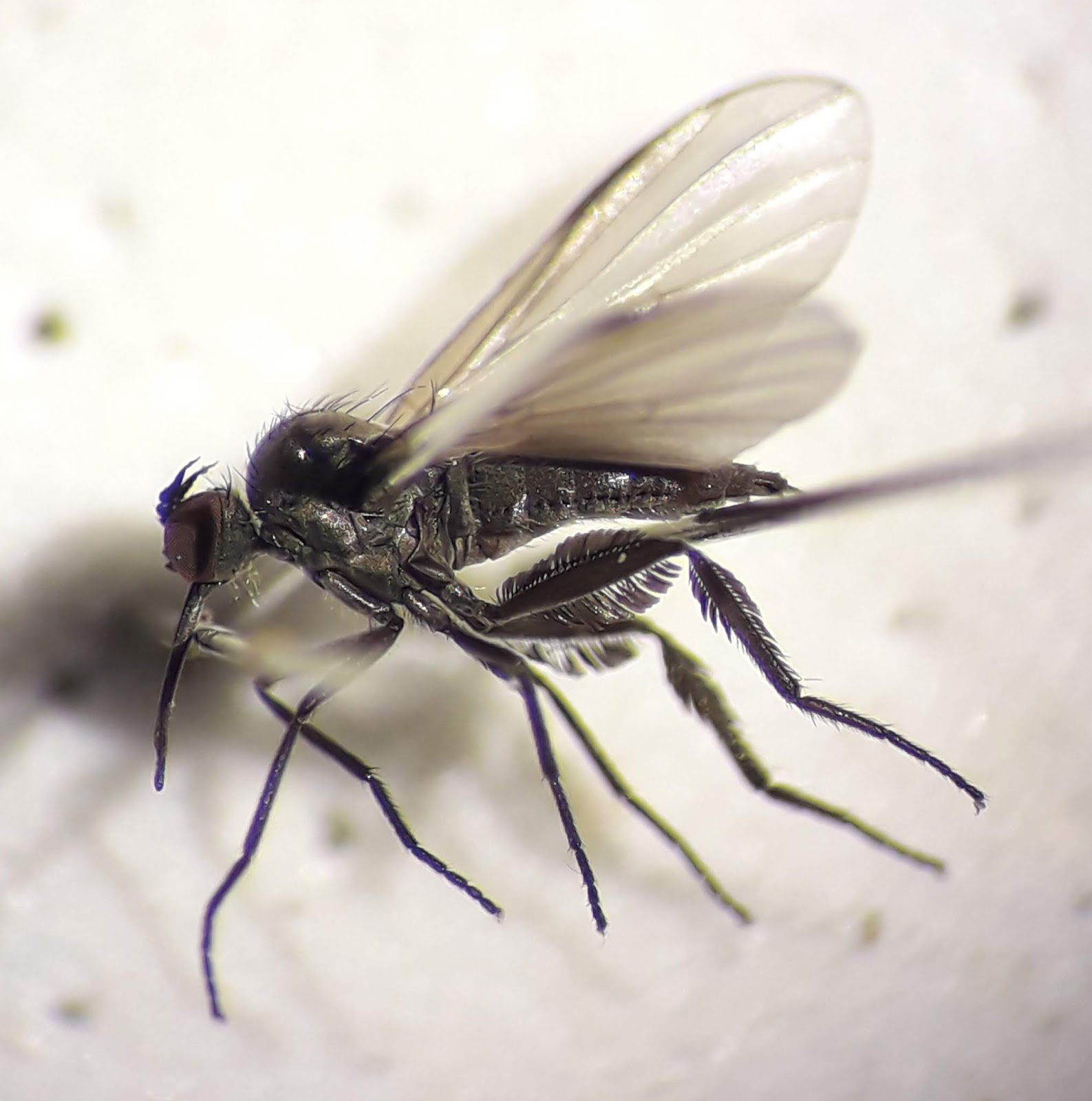 Nature Of Fife: Rhamphomyia albohirta - an empid fly from the Cullaloe ...