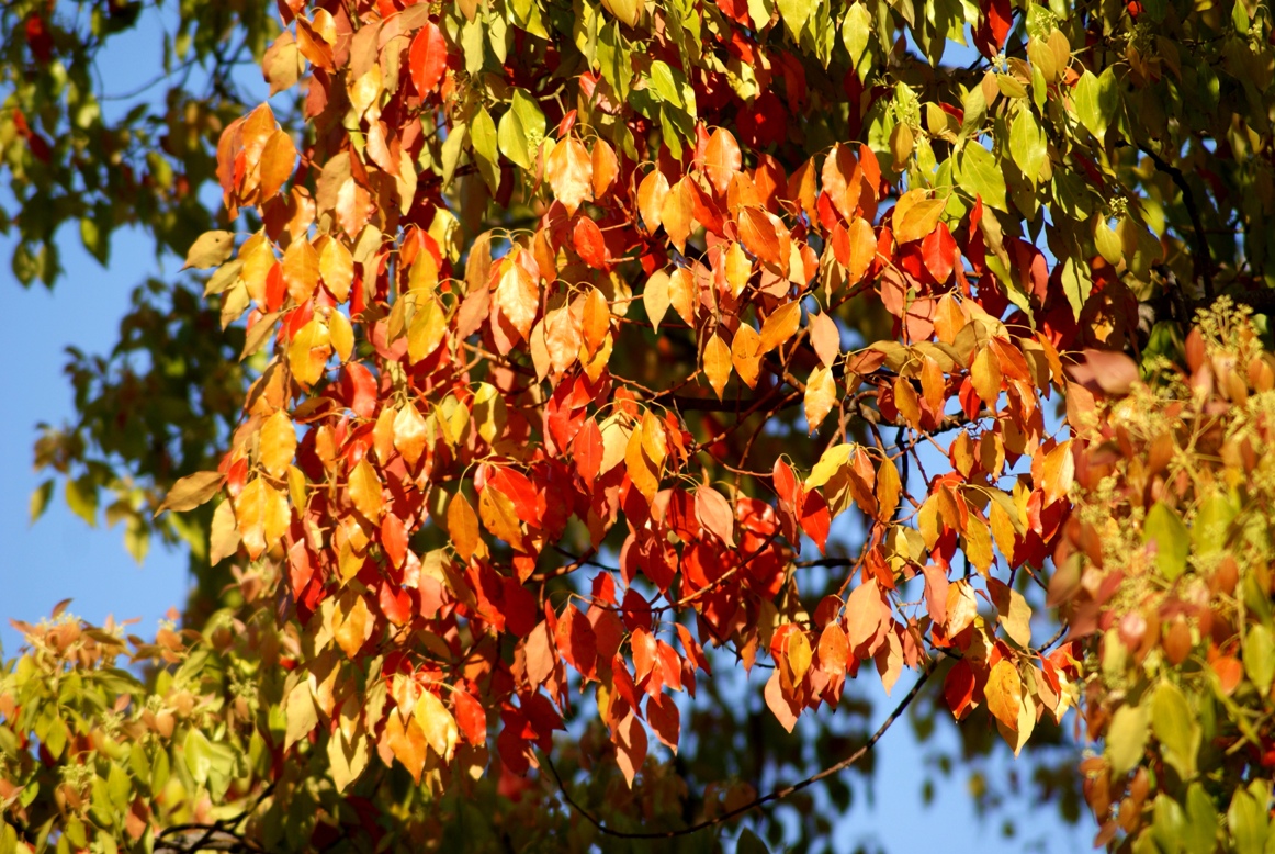 A photo, A thought............: Plant: Camphor tree leaves and fruits......