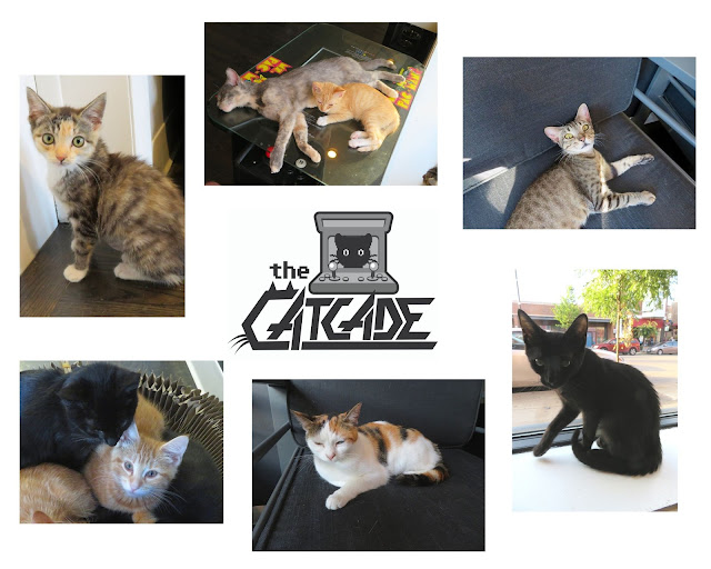 Lola on the Road: The Catcade (Chicago, IL) | Lola The Rescued Cat