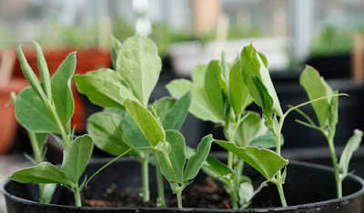 HOW TO GROW AUTUMN SOWN OF SWEET PEAS |The Garden of Eaden