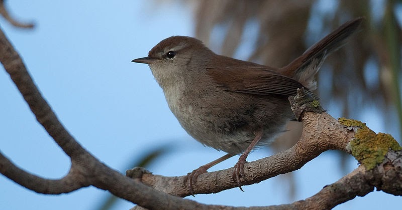 El popó de pájaro es el ingrediente principal de esta famosa mascarilla ...