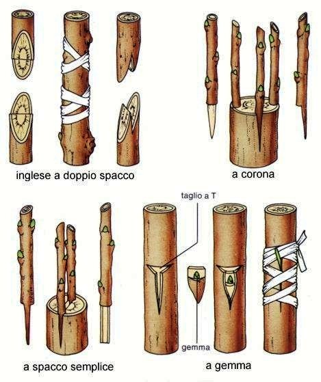 amazons day: Εμβολιασμός δέντρων